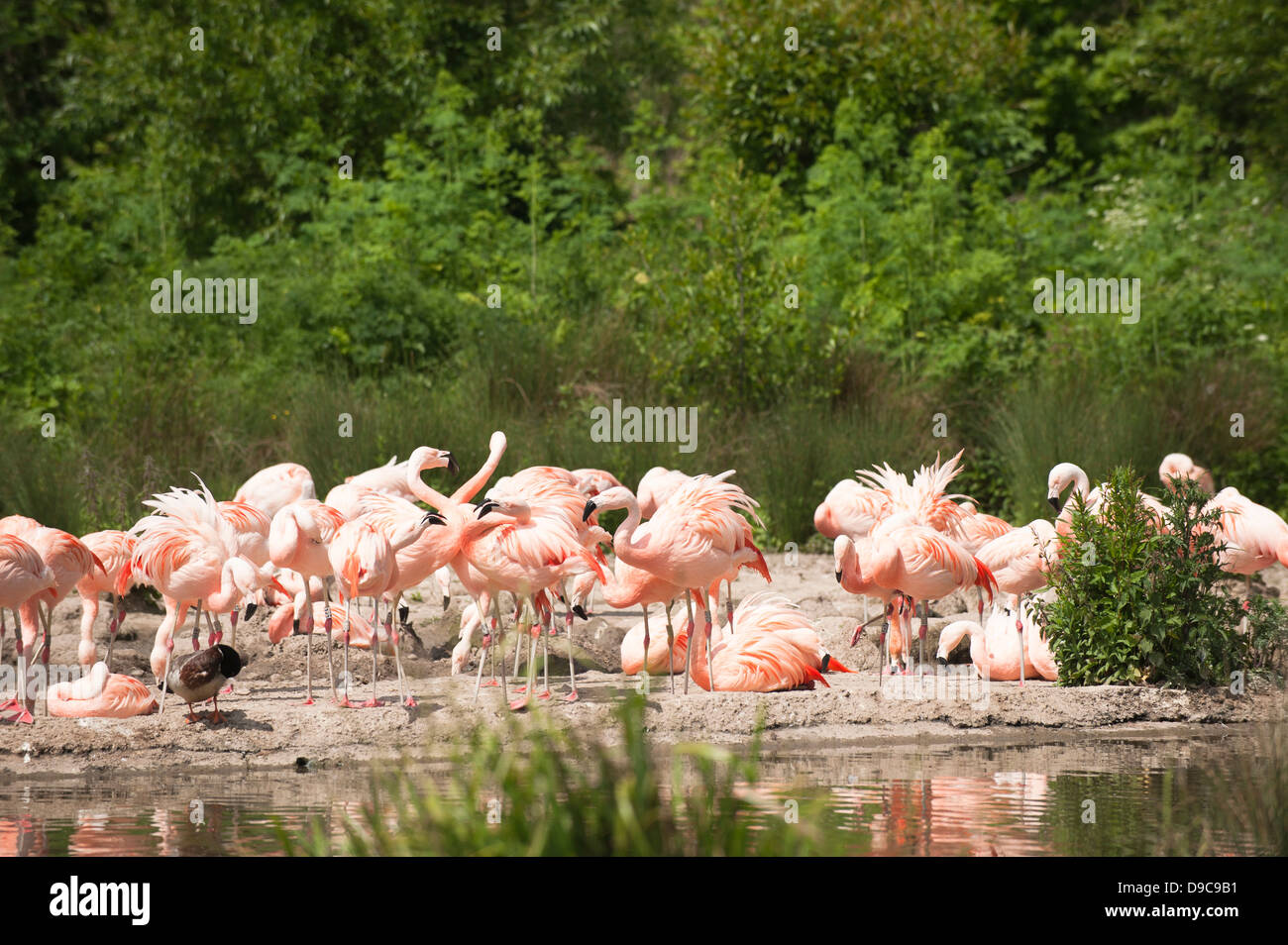 Slimbridge flamingos hi-res stock photography and images - Alamy