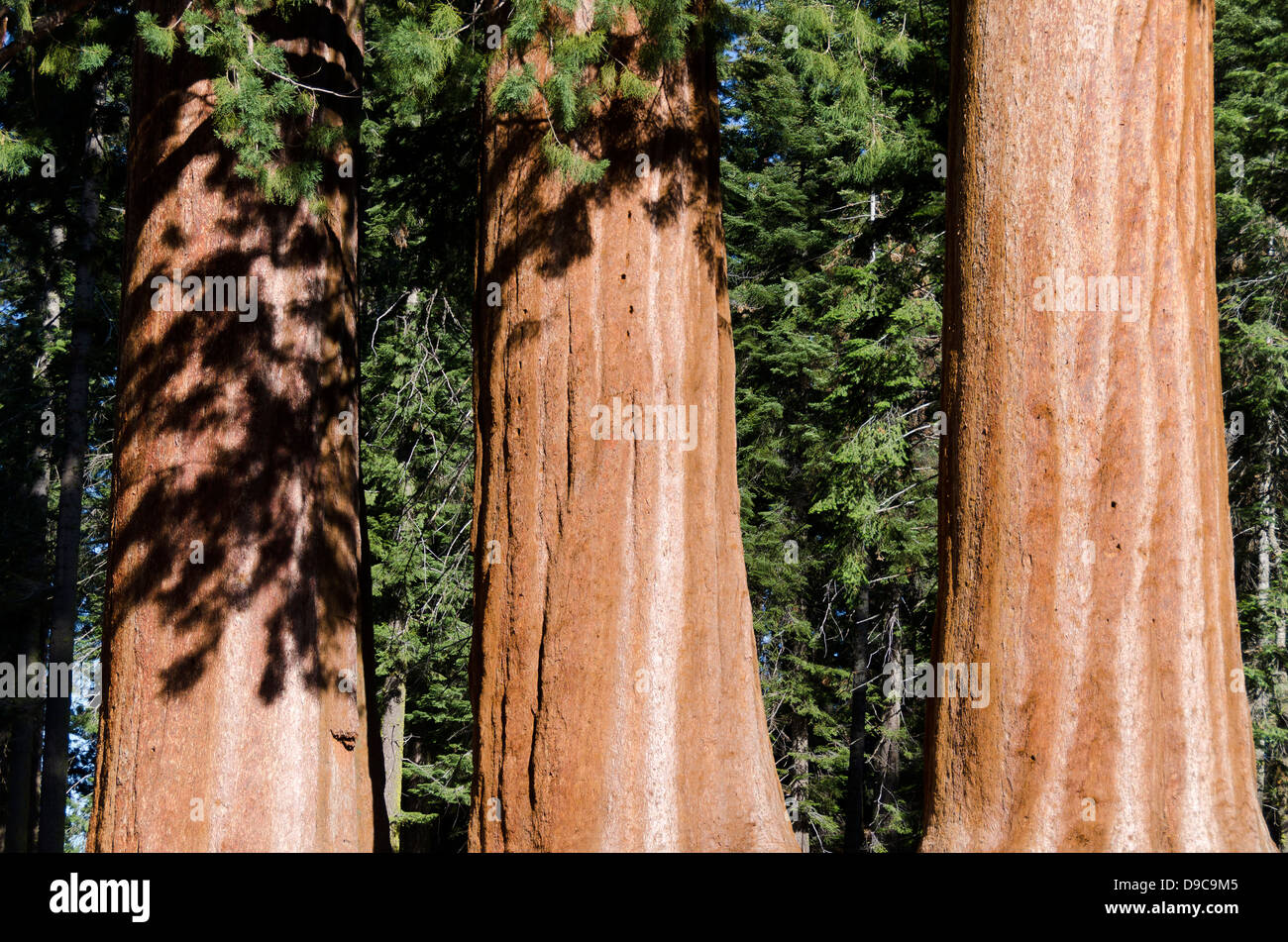 three trunks of sequoia in Sequoia National Park in California Stock ...