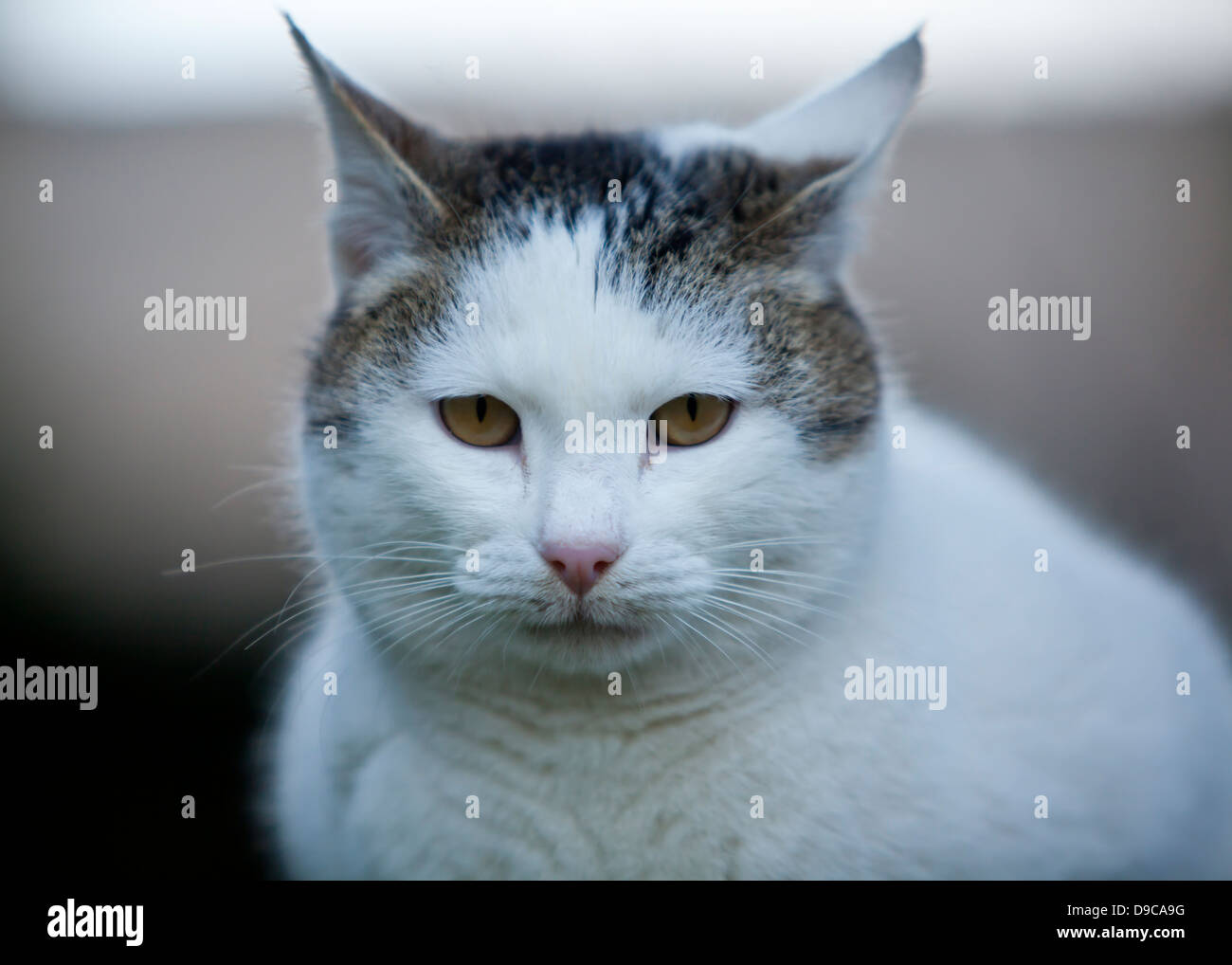 A Domestic cat in Sicily Stock Photo - Alamy