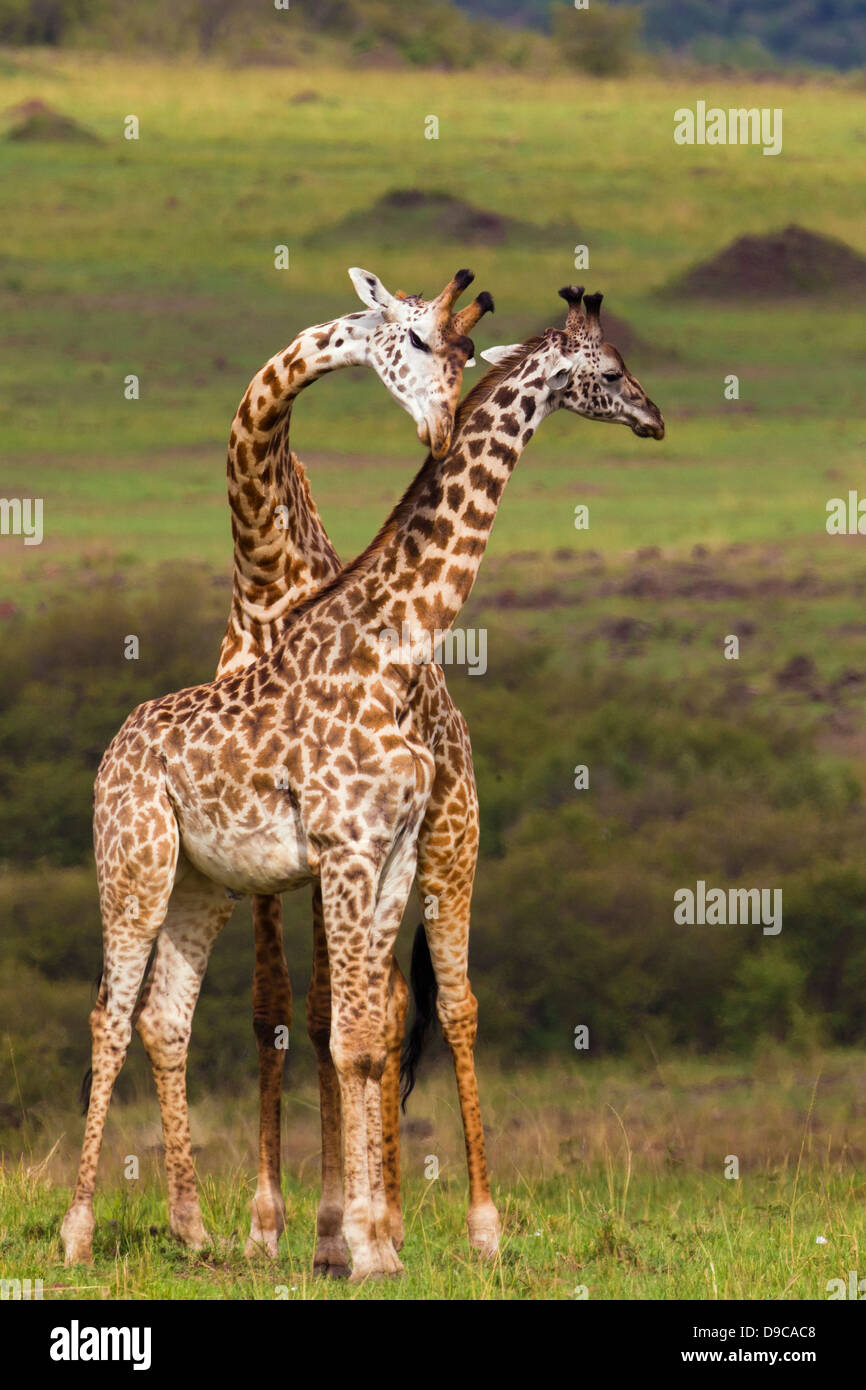 Bull giraffe hi-res stock photography and images - Alamy