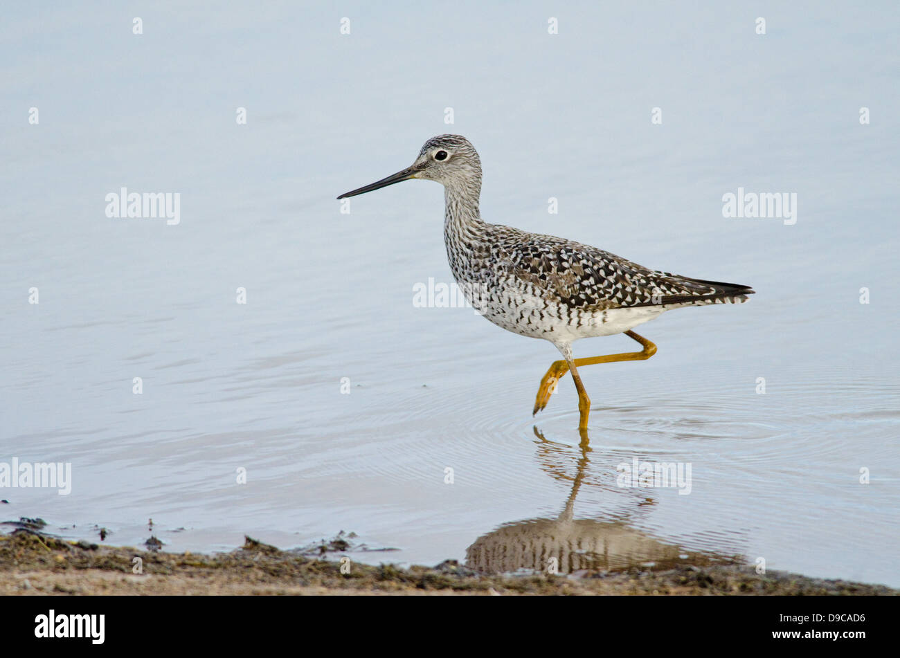 Lesser Yellowlegs, (Tringa flavipes), Bosque del Apache National ...