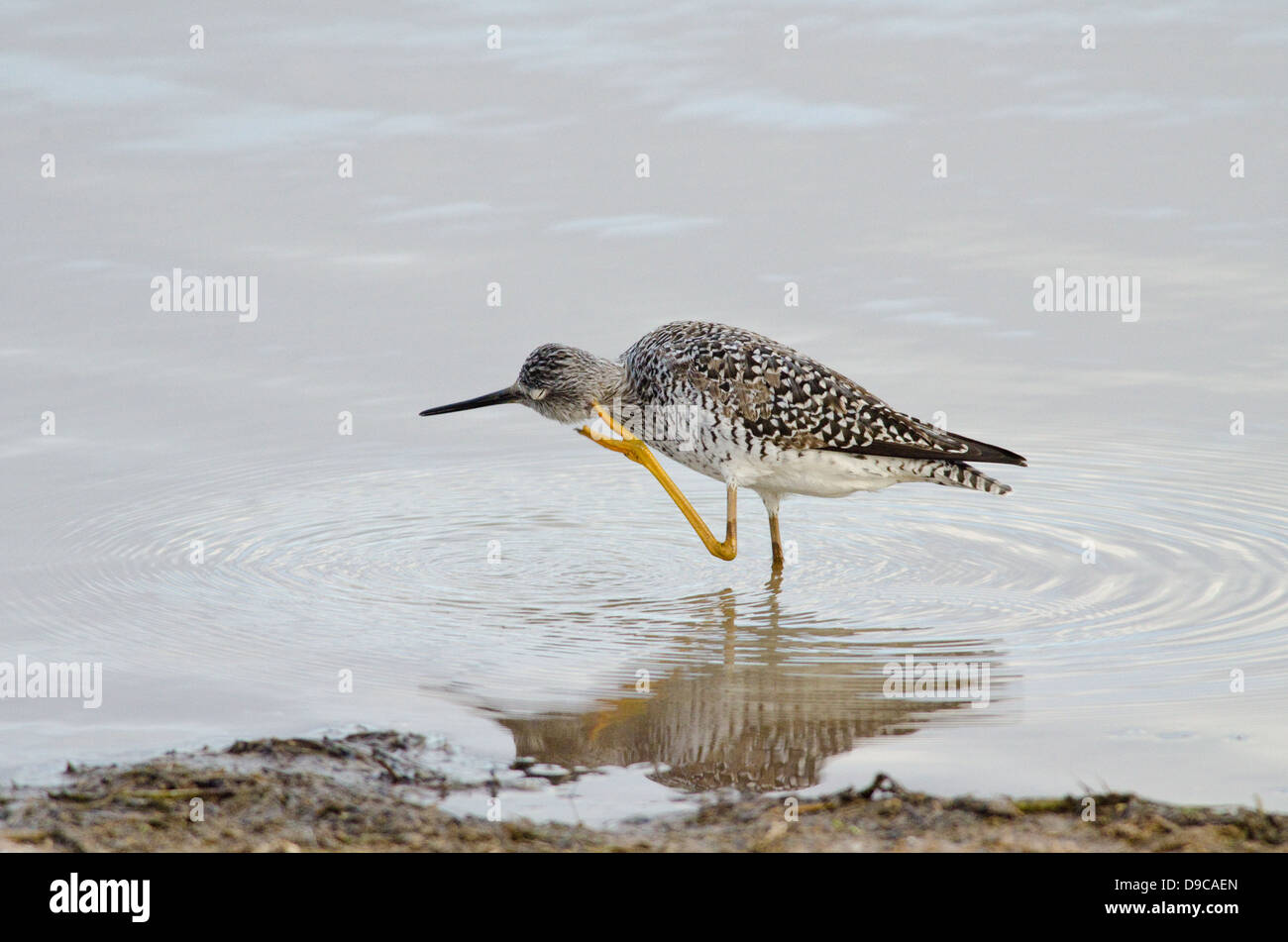 Lesser Yellowlegs, (Tringa flavipes), Bosque del Apache National ...