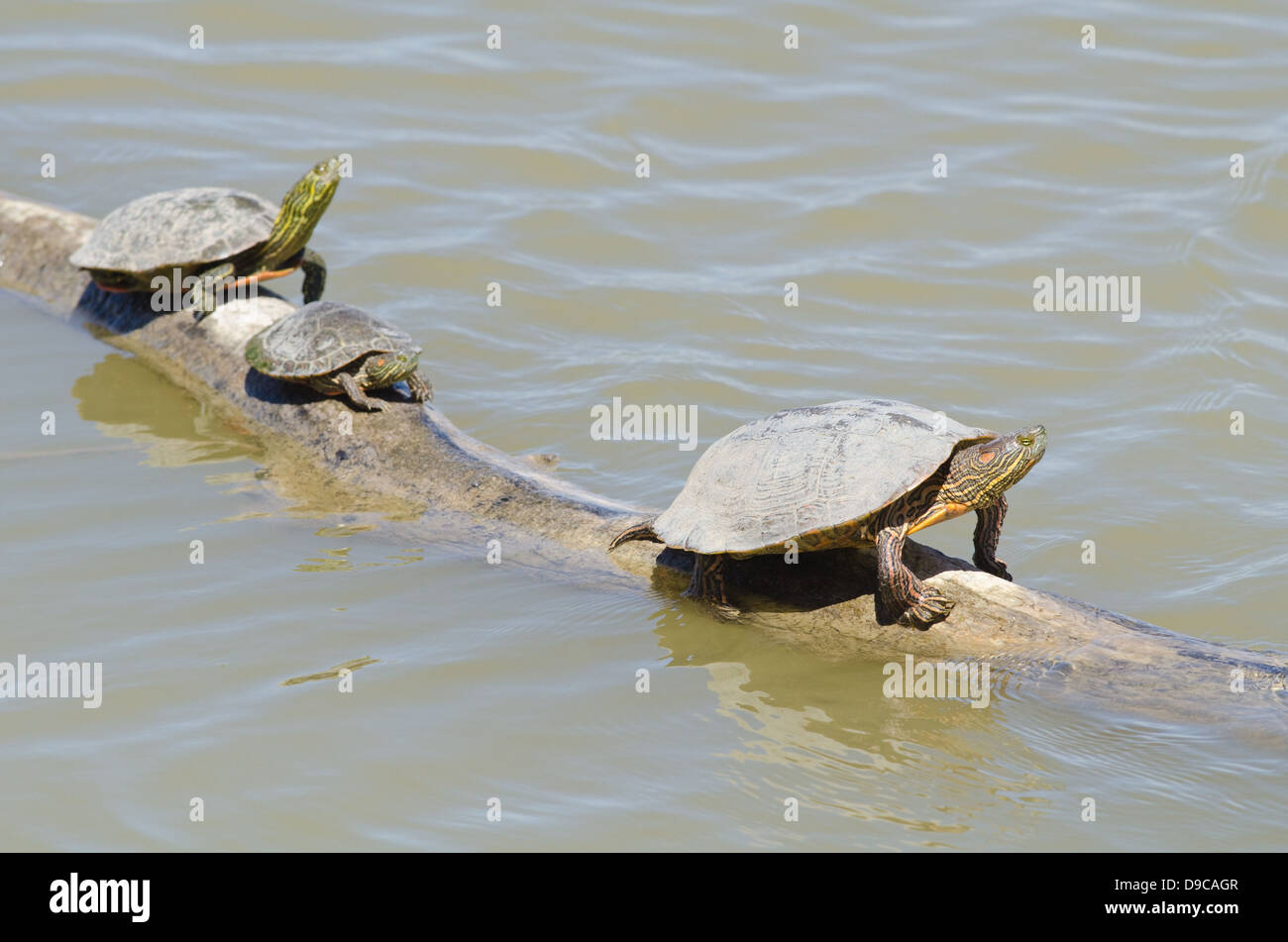 Big Bend Sliders, (Trachemys gaigeae gaigeae), and Western Painted ...
