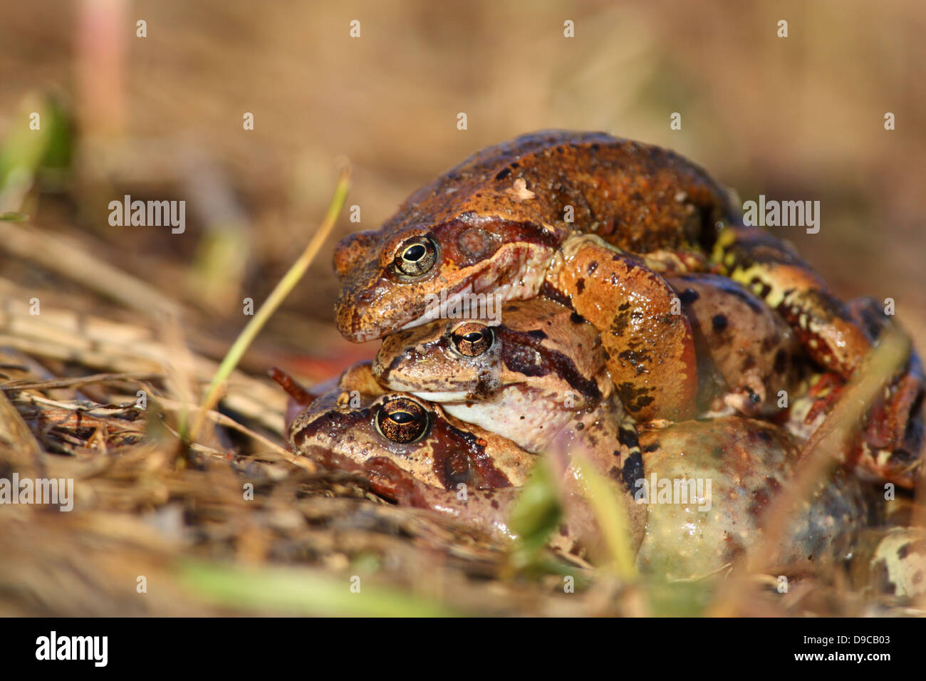 Mating Common frog's (Rana temporaria). Europe Stock Photo - Alamy