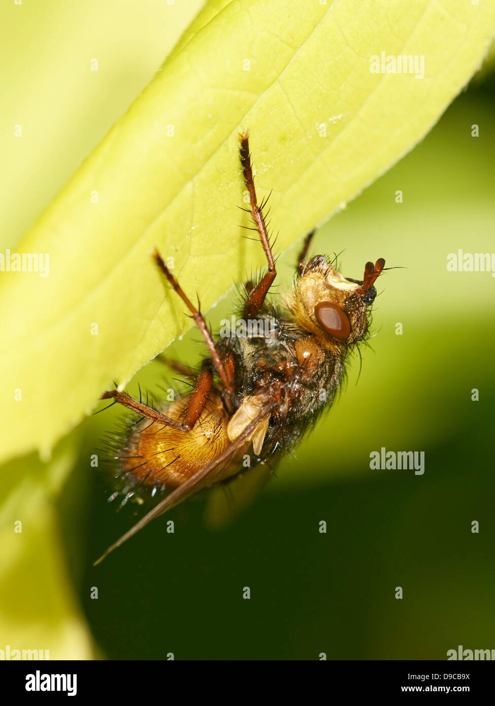 Parasite Fly resting on leaf Stock Photo - Alamy