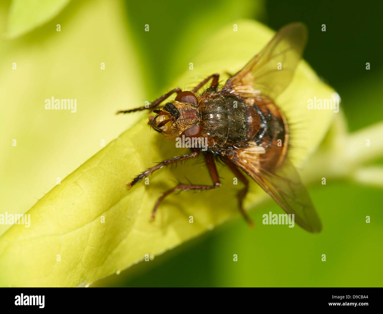 Parasite Fly resting on leaf Stock Photo - Alamy
