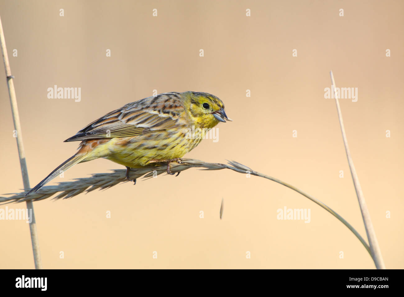 Yellowhammer (Emberiza citrinella) eating seeds. Europe Stock Photo - Alamy