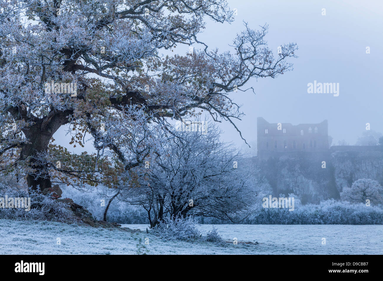 OAK TREE COVERED IN HOAR FROST NR CHEPSTOW CASTLE WALES UK Stock Photo ...