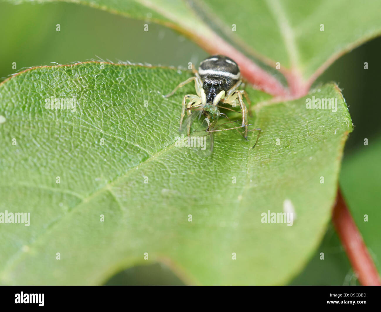 Jumping Spider eating its prey Stock Photo - Alamy