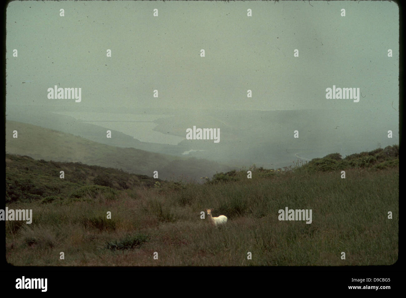 Point Reyes National Seashore, located in California, is known for its ...