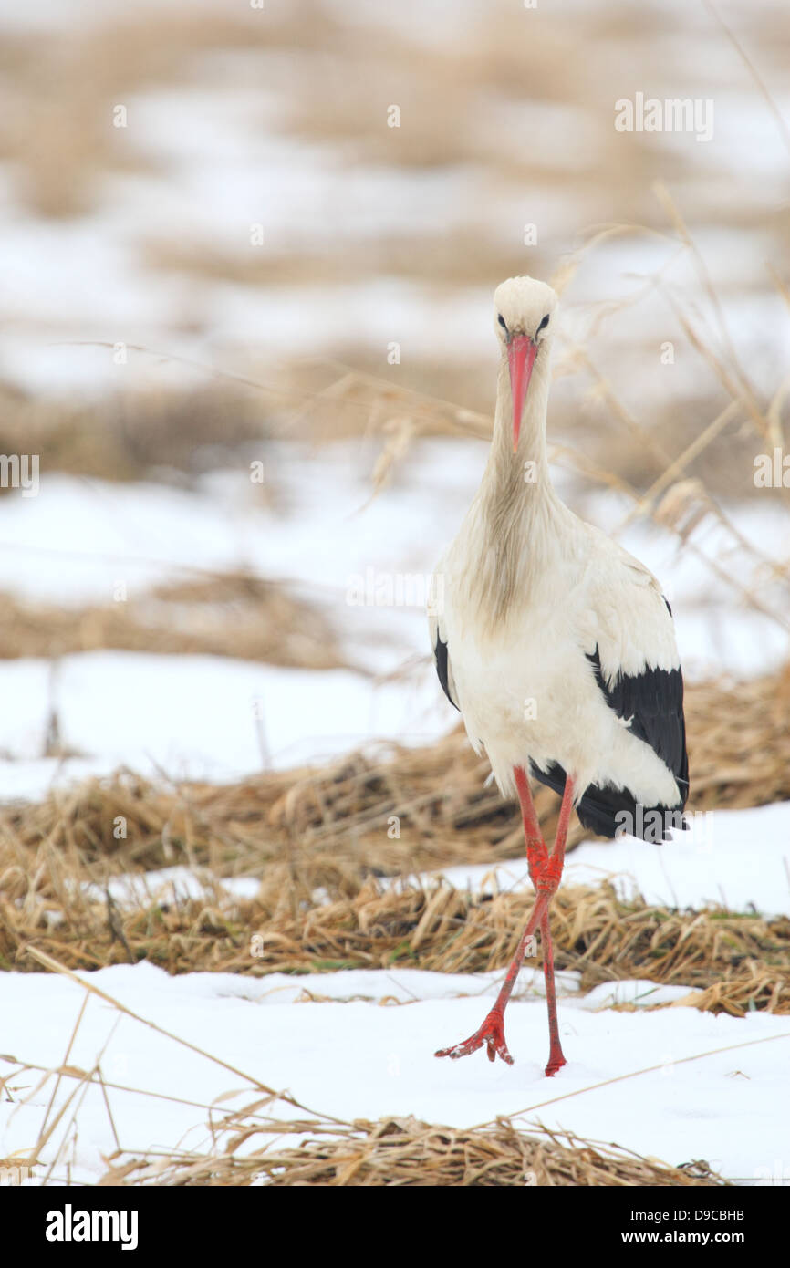 White Stork (Ciconia ciconia) in snow, april. Europe Stock Photo - Alamy