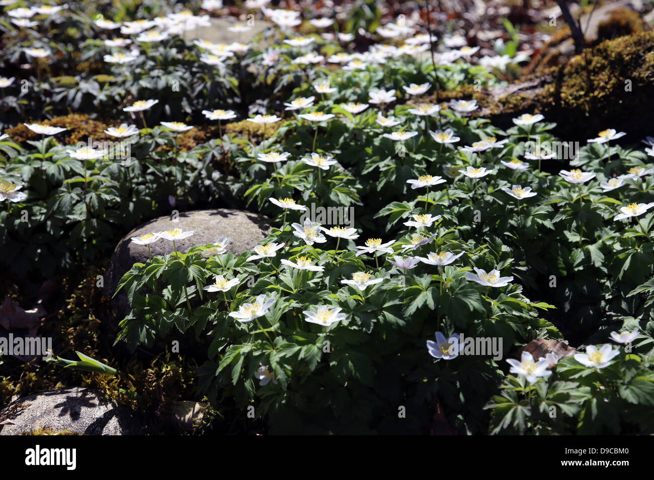 Perennial anemone hi-res stock photography and images - Alamy