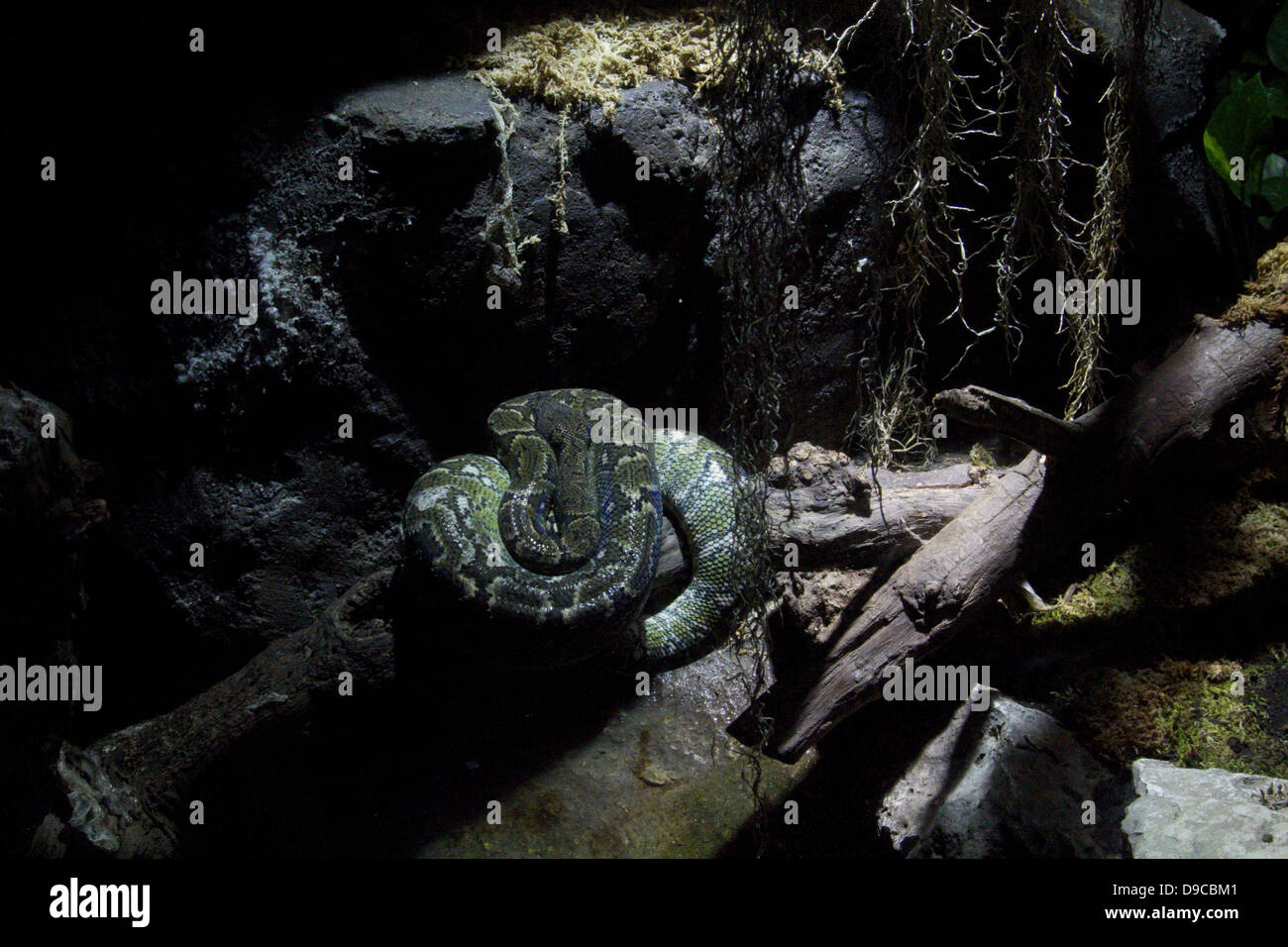 a snake in detail Stock Photo - Alamy