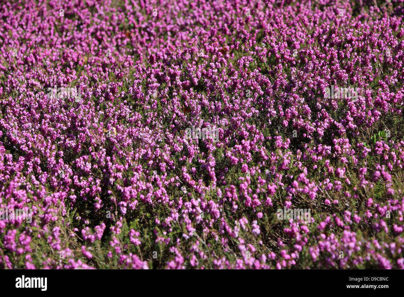 Erica field background Stock Photo - Alamy