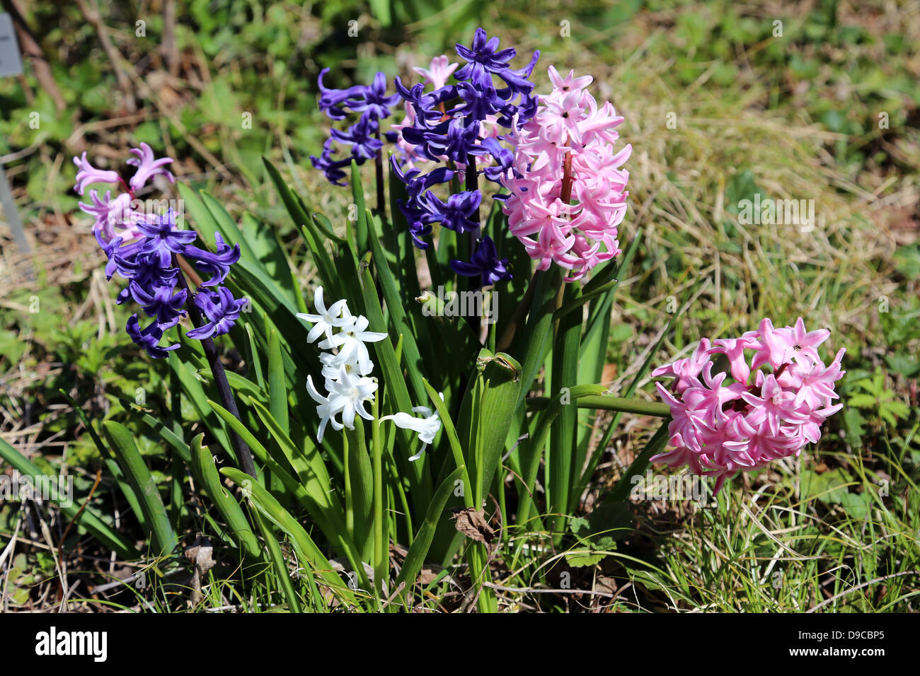 Hyacinth plants of various colors in the garden Stock Photo - Alamy