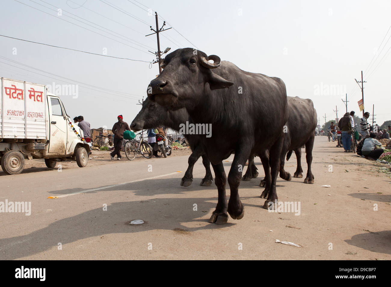 Cows in street indian hi-res stock photography and images - Alamy