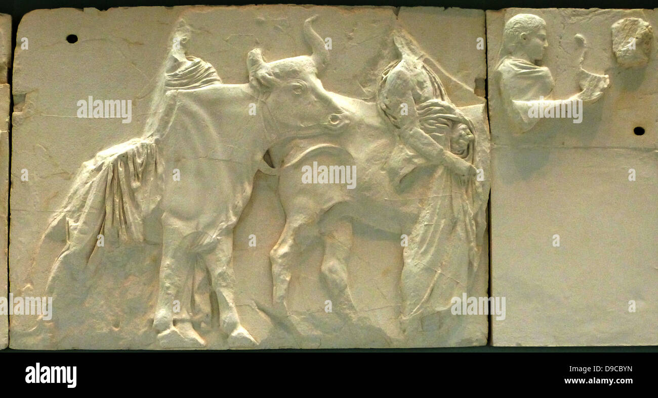 Bulls being driven to sacrifice, depicted in part of the Parthenon ...