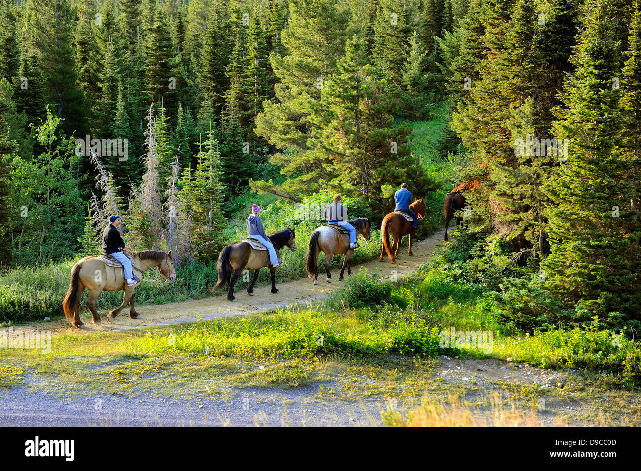 Horseback Riding Glacier National Park Montana MT US Stock Photo - Alamy