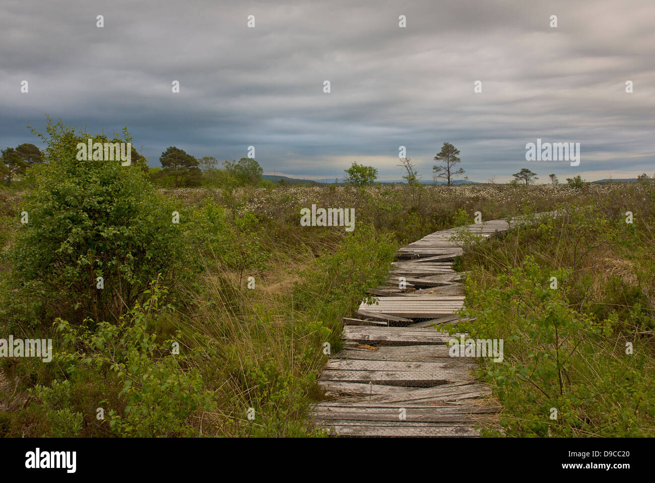 Damaged duckboarding at Foulshaw Moss nature reserve, Cumbria, England ...