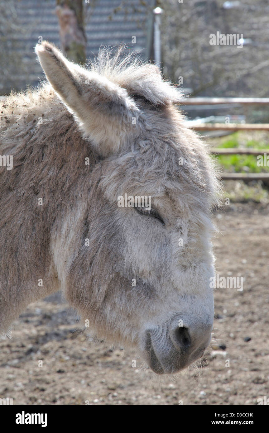 Wilily hi-res stock photography and images - Alamy