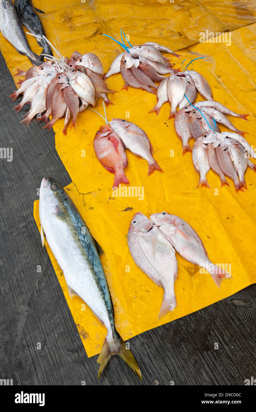 Fish market, Kalk Bay, False Bay, South Africa Stock Photo - Alamy