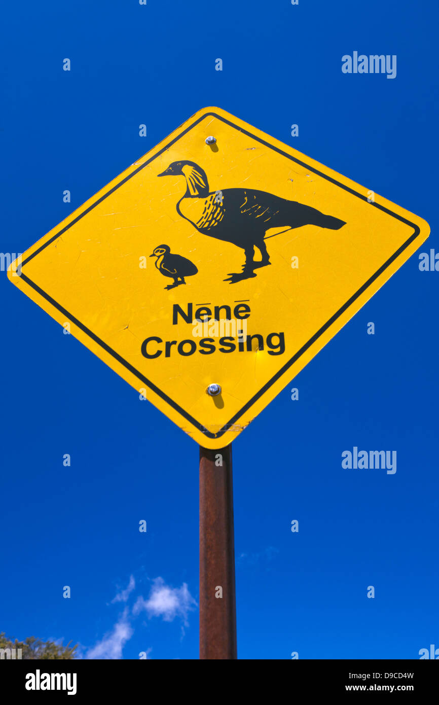 Nene goose crossing hi-res stock photography and images - Alamy