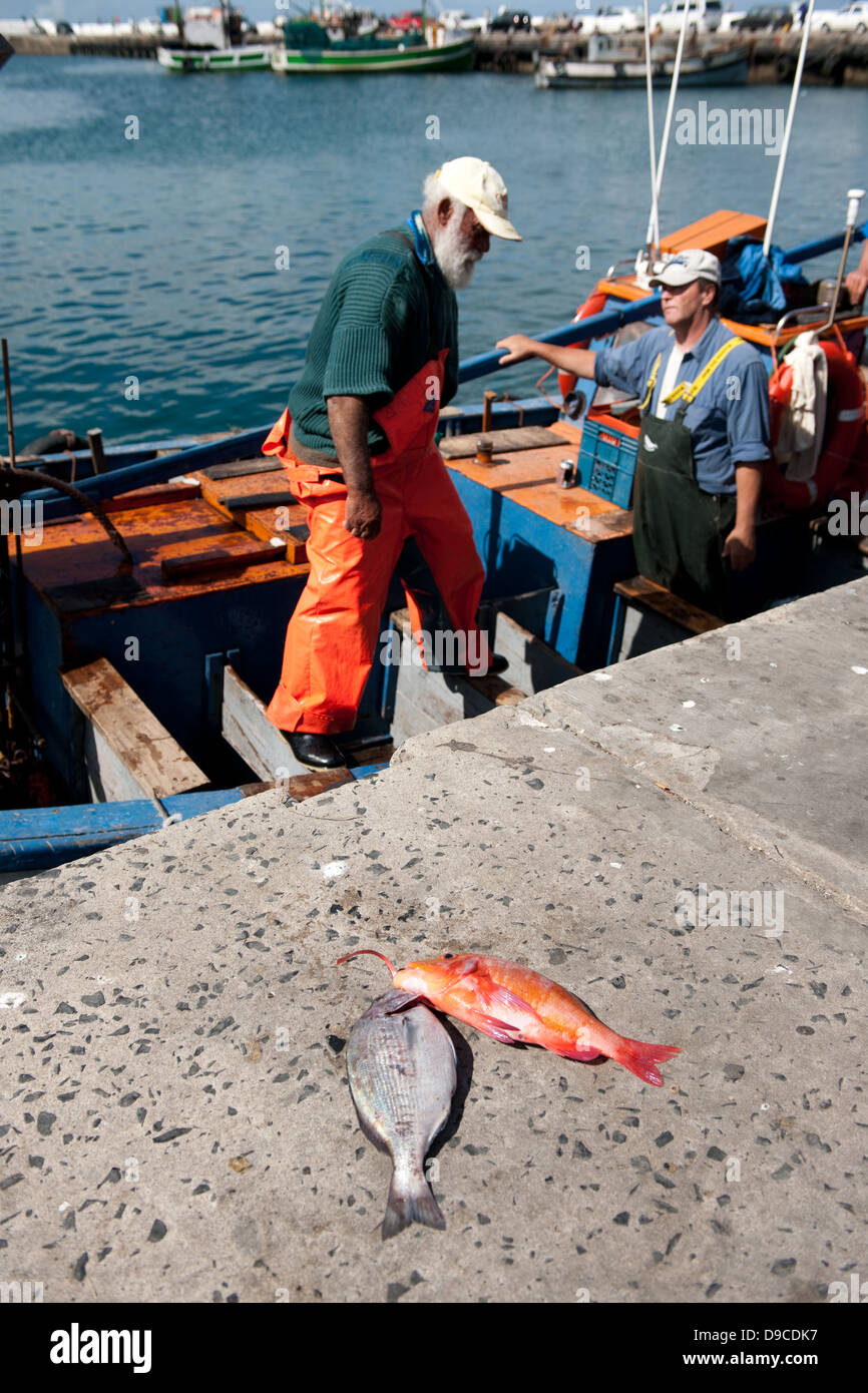 Fishing boat off loading fish in the harbour, Kalk Bay, False Bay ...