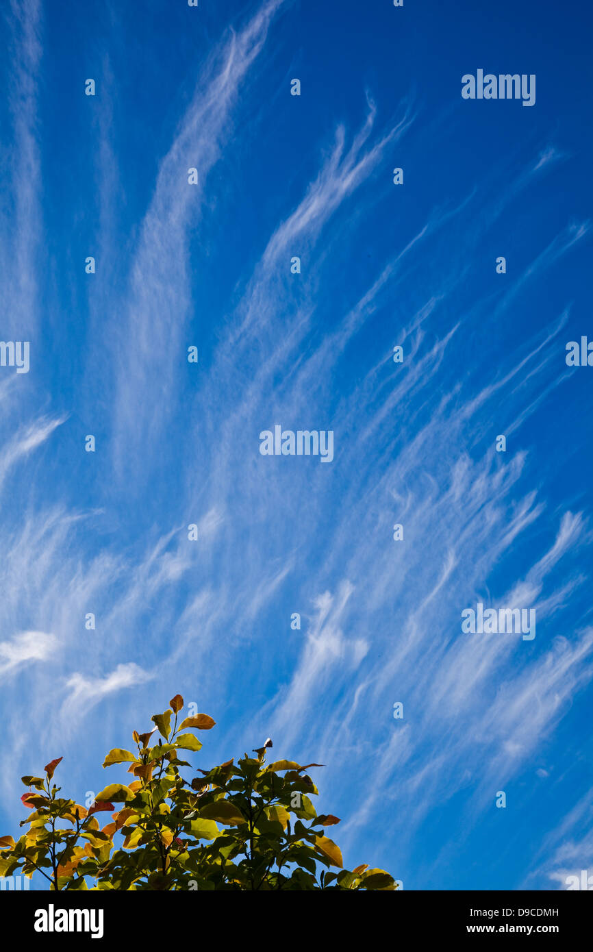 Wispy leaves hi-res stock photography and images - Alamy