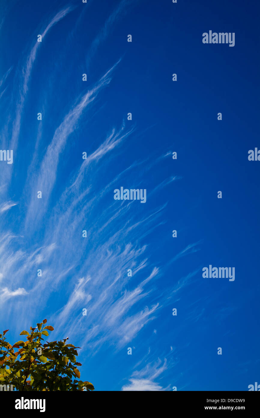 Spreading tendrils of wispy clouds in a clear blue sky Stock Photo - Alamy