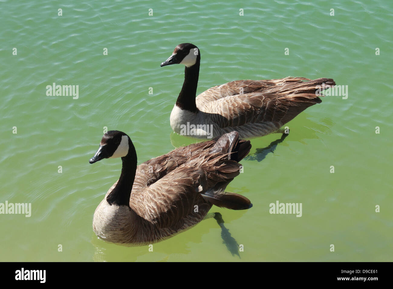 Beautiful Picture of two Canadian Geese enjoying a swim in the lake ...