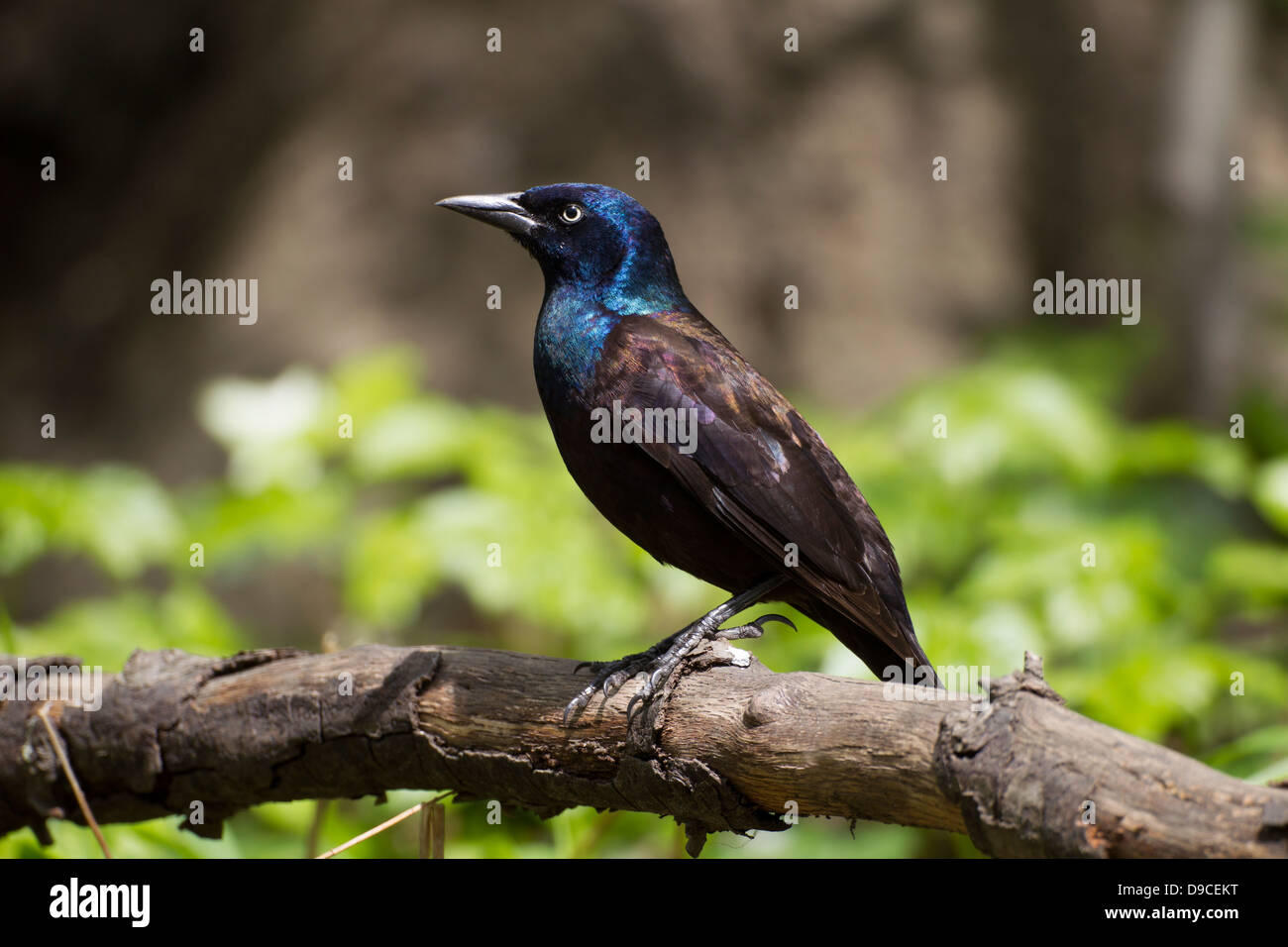Male common grackle hi-res stock photography and images - Alamy