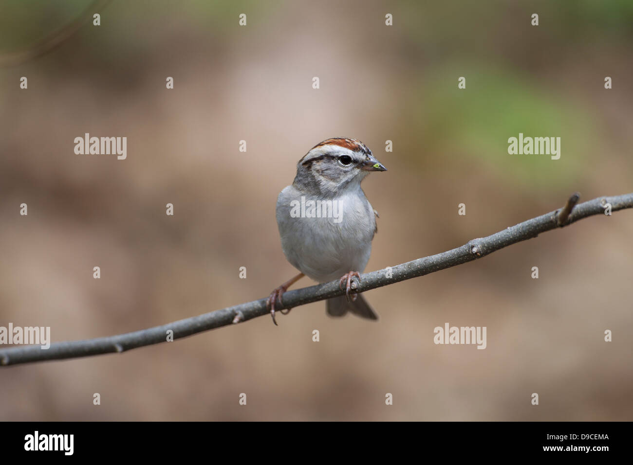 Breeding sparrow hi-res stock photography and images - Alamy