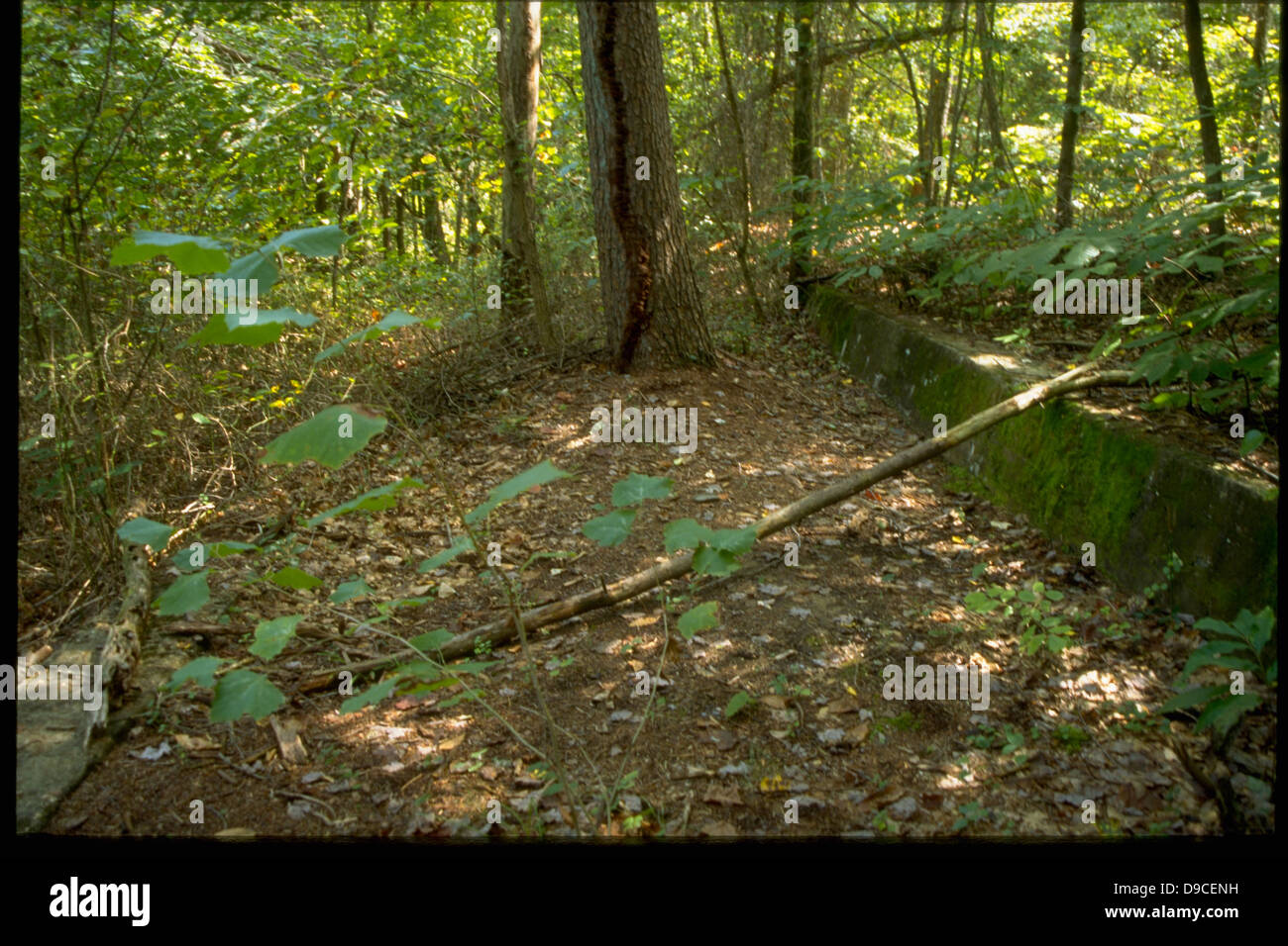 Prince William Forest Park in Virginia offers hiking, camping, and ...
