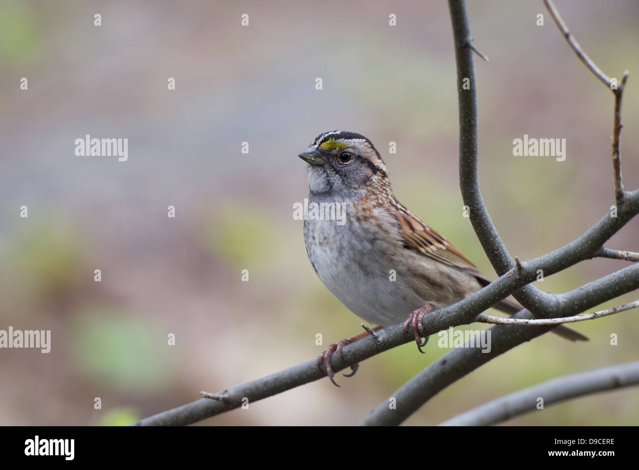 White-throated Sparrow (Zonotrichia albicollis), tan-striped morph ...