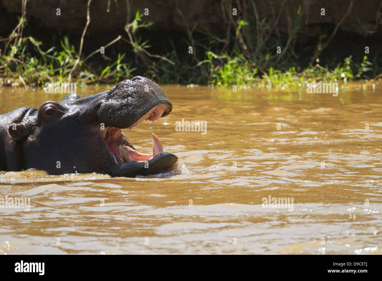 Hippopotamus close up in the water, Masai Mara, Kenya Stock Photo - Alamy