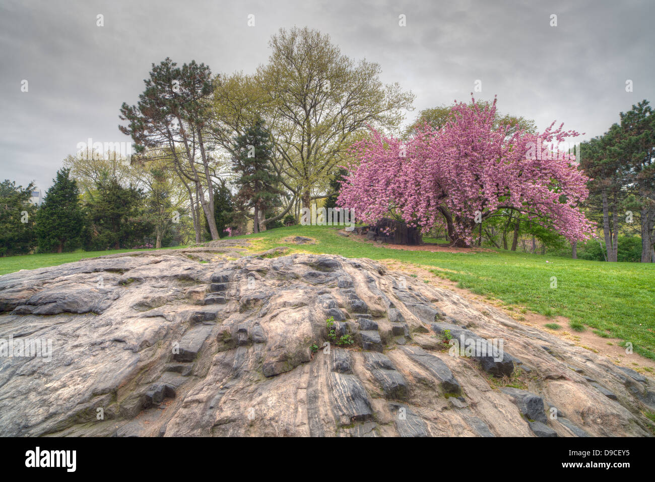 Central park spring flowers hi-res stock photography and images - Alamy