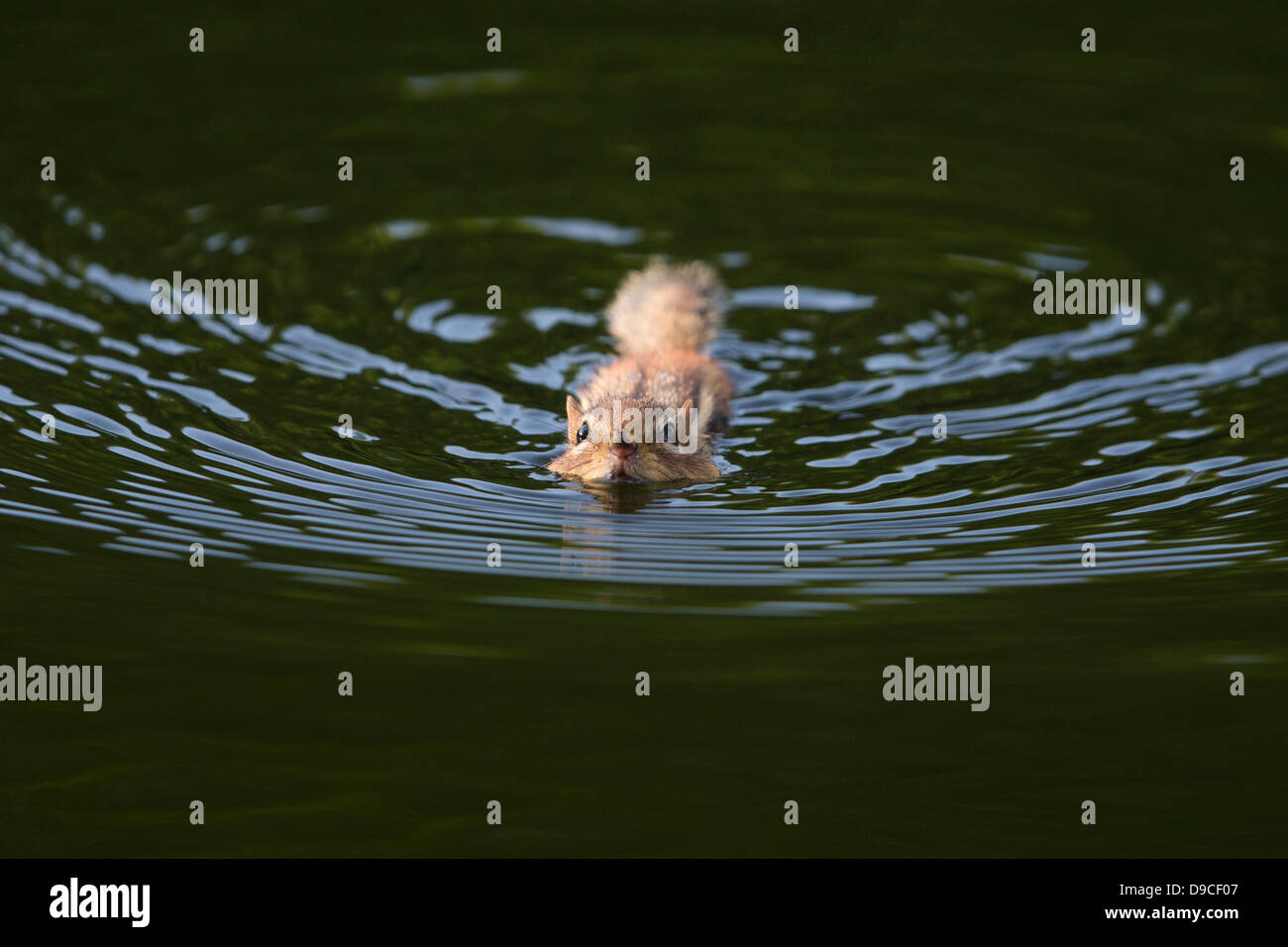 Eastern Chipmunk (Tamias striatus) swimming in a small lake in Doodle ...