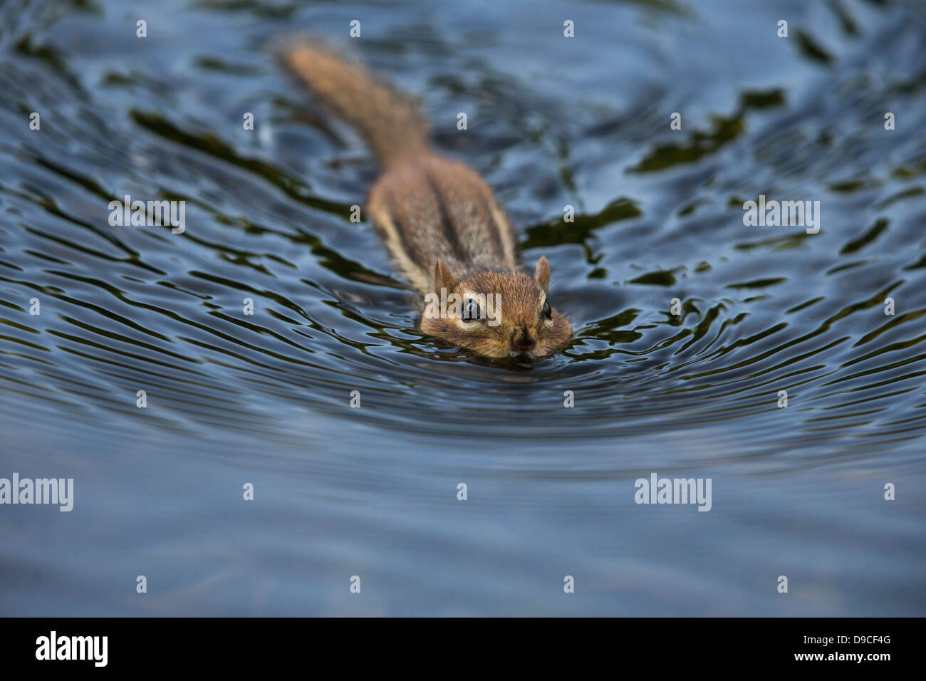 Eastern Chipmunk (Tamias striatus) swimming in a small lake in Doodle ...