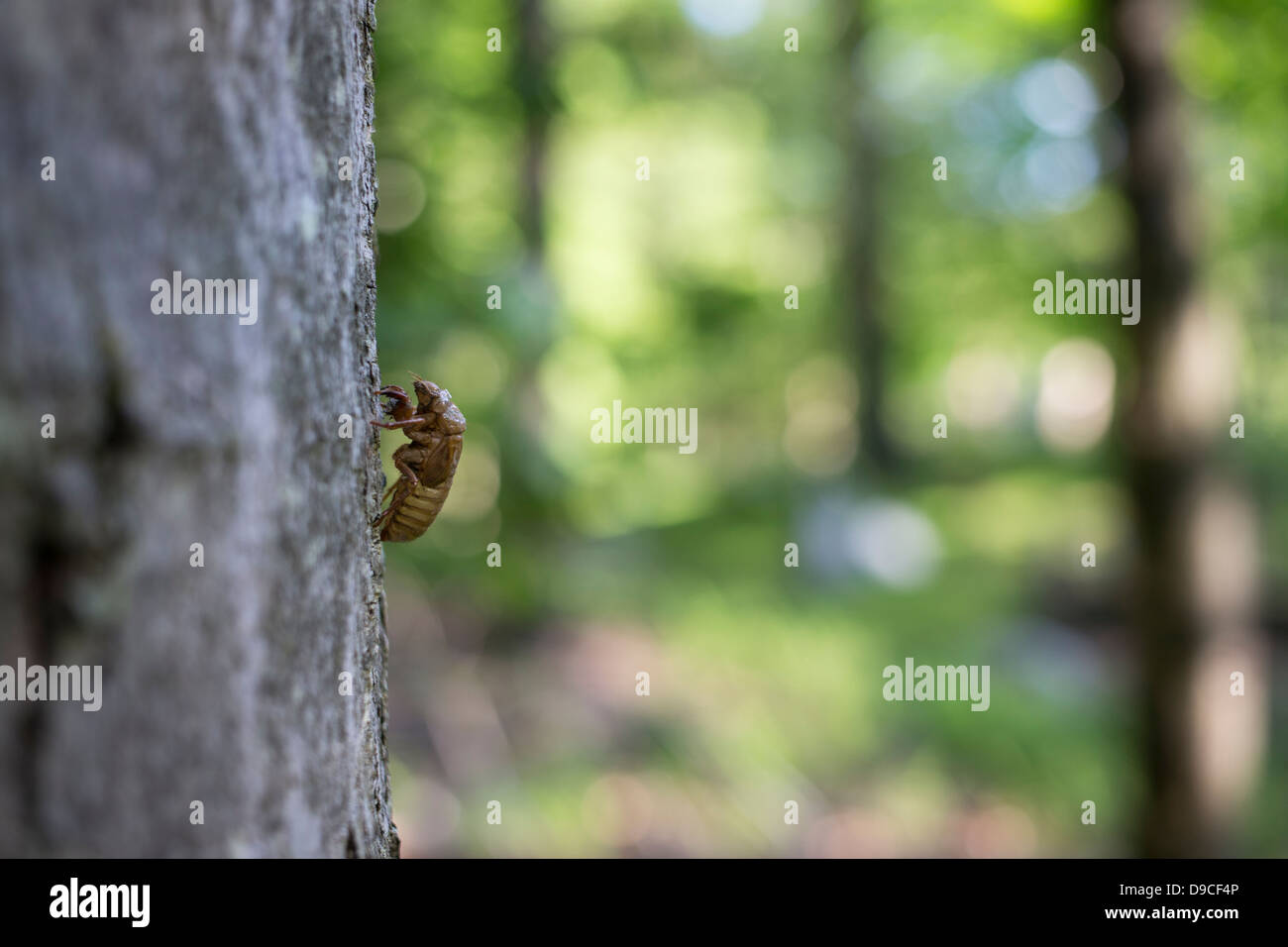 17 year cicadas hi-res stock photography and images - Alamy