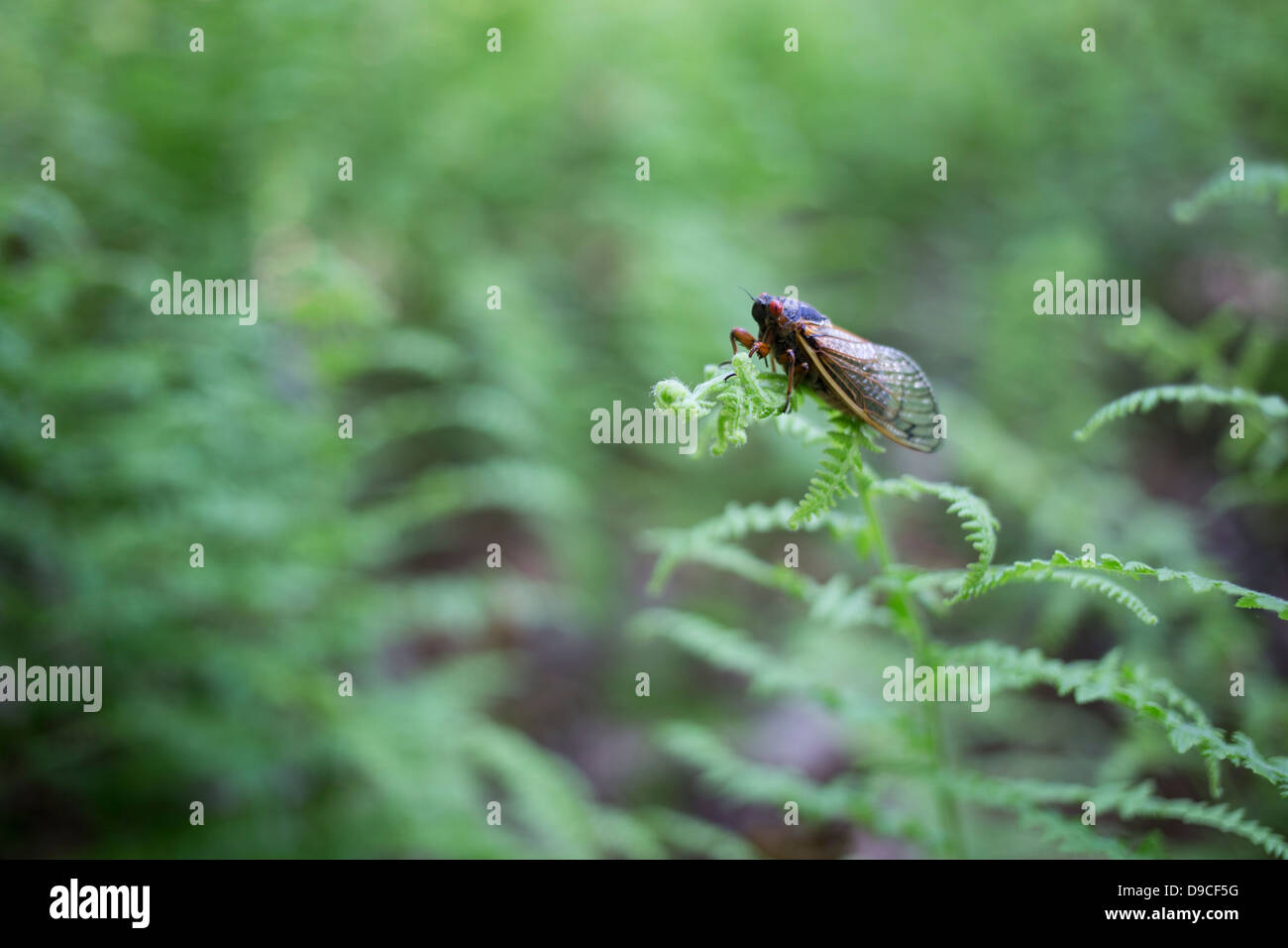 17 year cicadas hi-res stock photography and images - Alamy