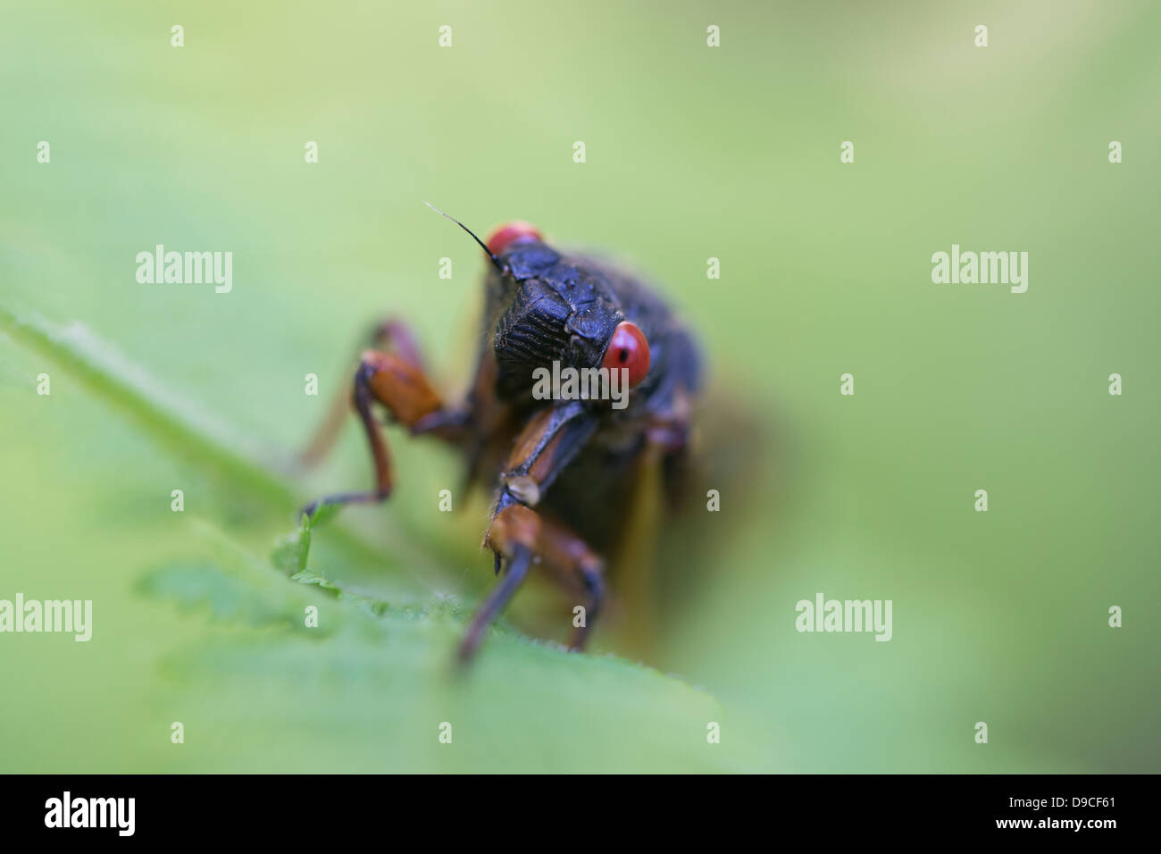 Cicada bug close up hi-res stock photography and images - Alamy