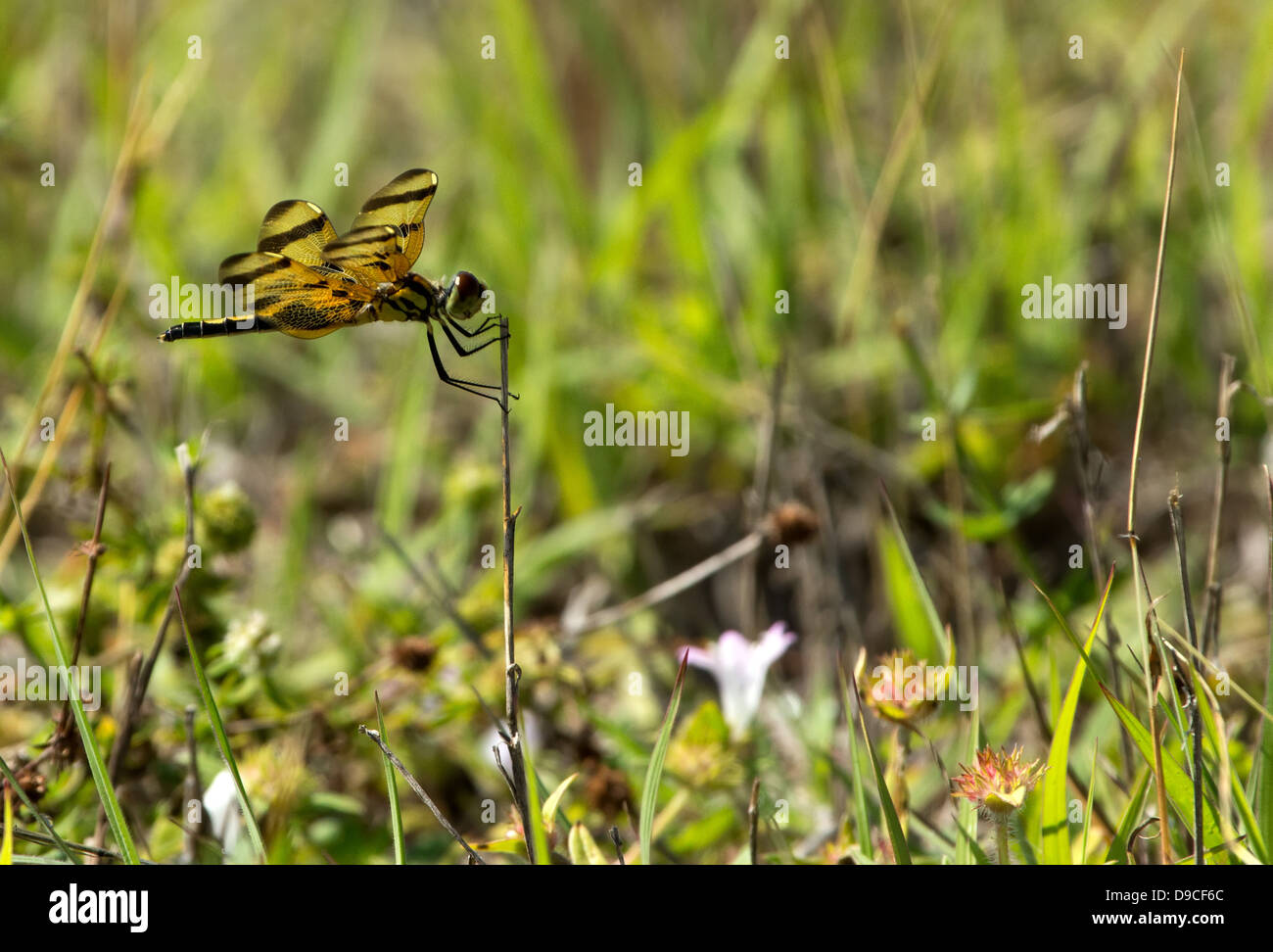 Halloween pennant dragonfly holding onto grass Stock Photo - Alamy