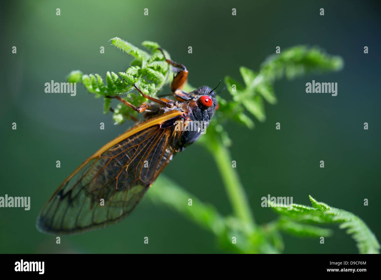 Close-up of Periodical Cicada (Magicicada sp.) also know as the 17-year ...