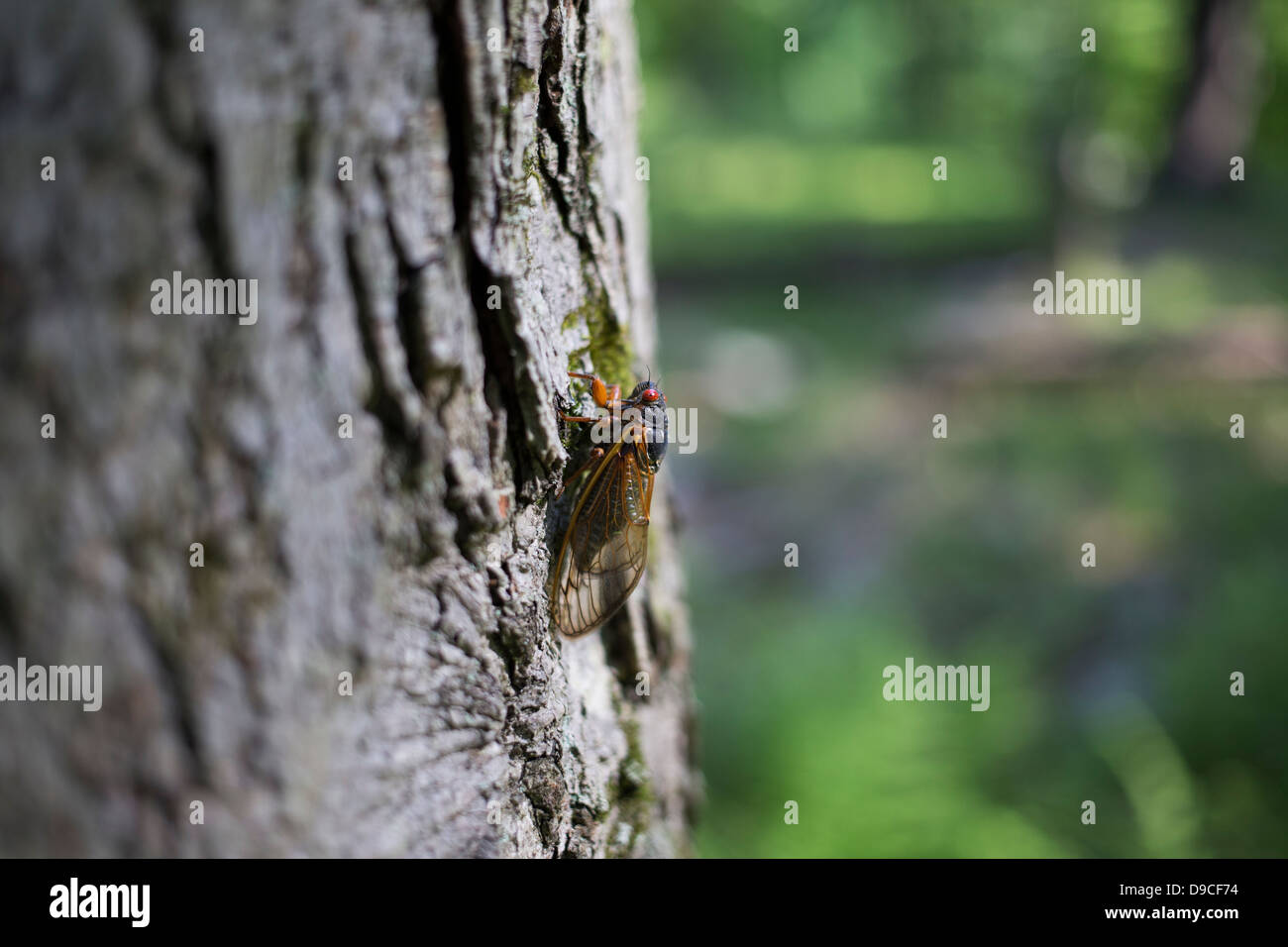 Periodical Cicada (Magicicada sp.) also know as the 17-year Periodical ... Periodical Cicada (Magicicada sp.) also know as the 17-year Periodical ...