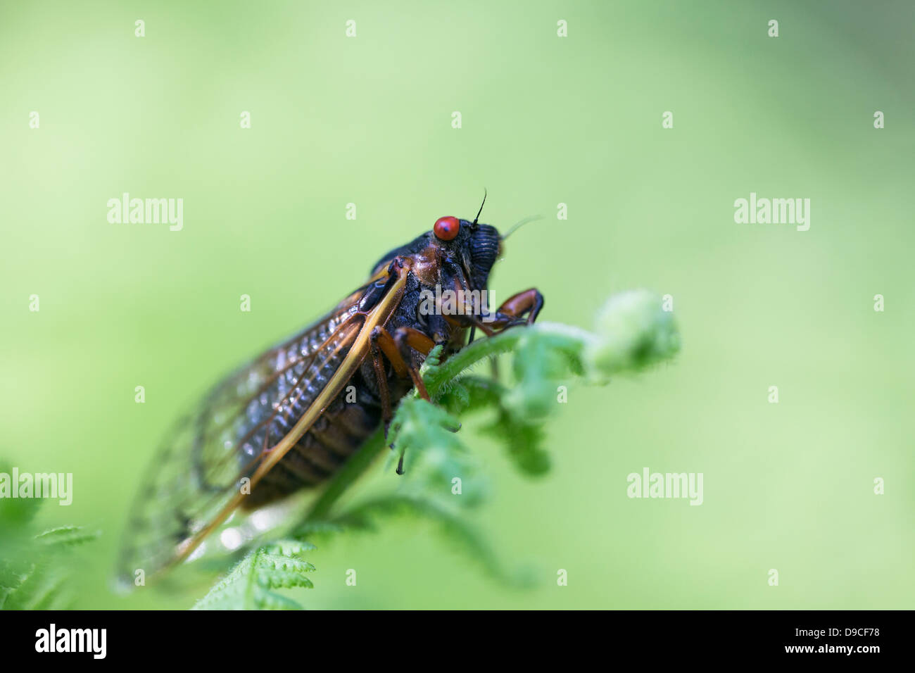 Close-up of Periodical Cicada (Magicicada sp.) also know as the 17-year ...