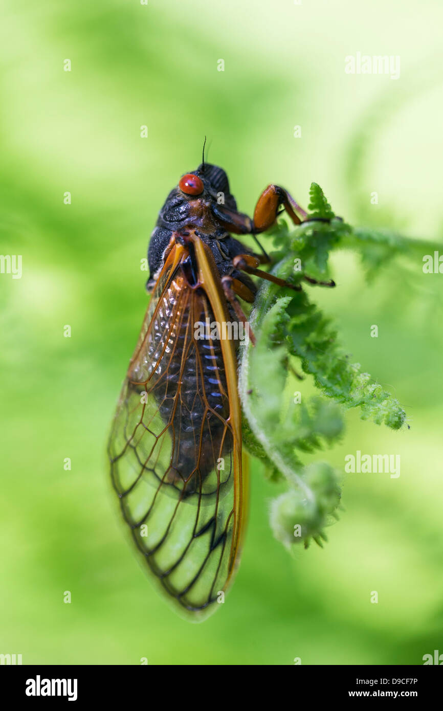 Close-up of Periodical Cicada (Magicicada sp.) also know as the 17-year ...