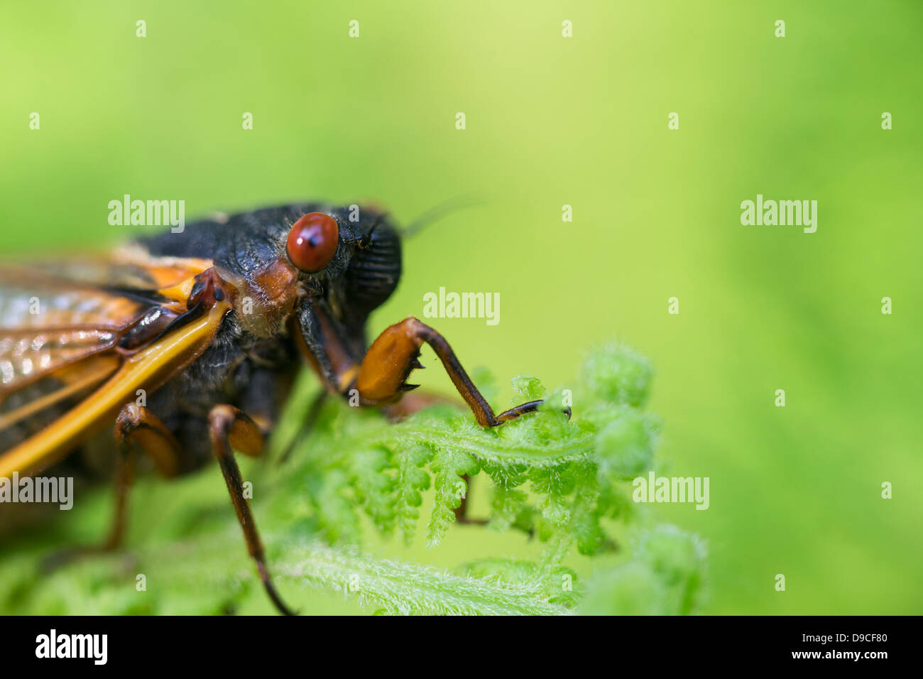 Close-up of Periodical Cicada (Magicicada sp.) also know as the 17-year ...