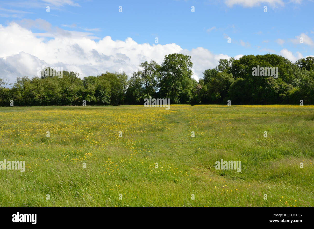 English Countryside in Summer Stock Photo - Alamy