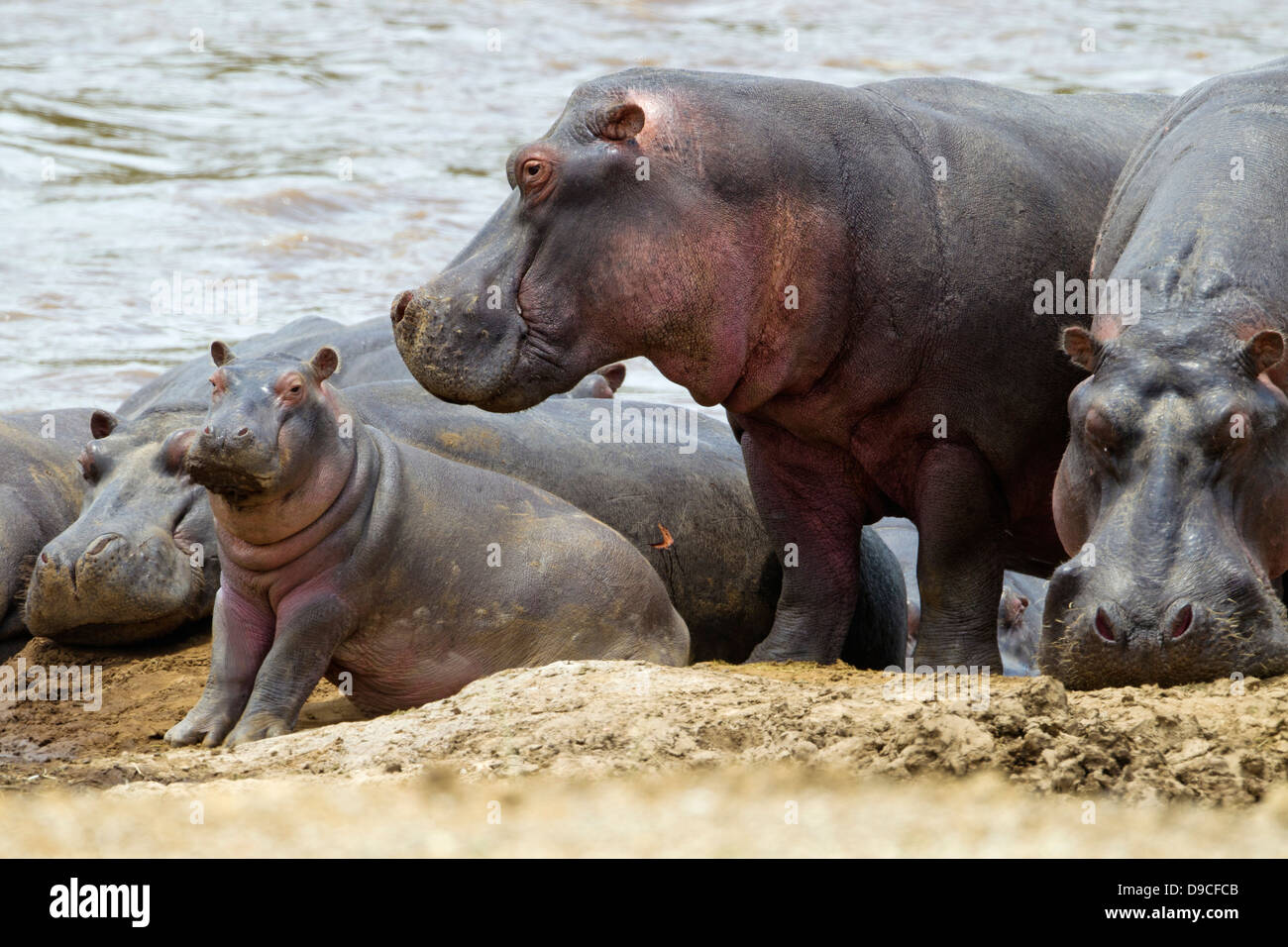 Hippopotamus cub outside the water, Mara River, Masai Mara, Kenya Stock ...