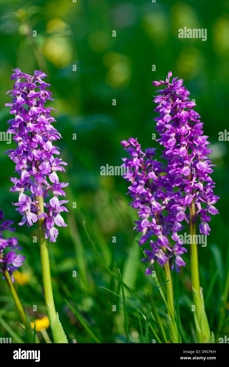 Mascula hi-res stock photography and images - Alamy